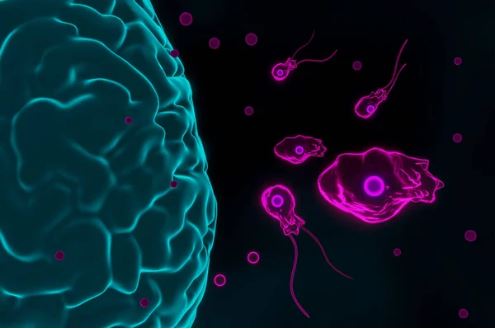 DokterKecil.com | Info Kesehatan: Mengenal Amoeba Pemakan Otak dan Cara Mengatasinya