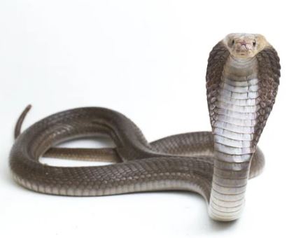 DokterKecil.com | Info Kesehatan: Viral Kasus Gigitan Ular Berbisa ...